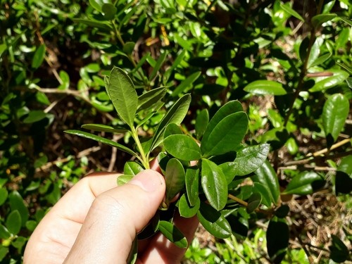 Alyxia Care (Watering, Fertilize, Pruning, Propagation) - PictureThis