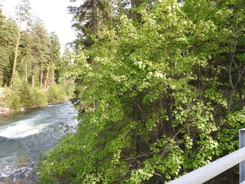 Douglas maple (Acer glabrum var. douglasii) Flower, Leaf, Care, Uses ...