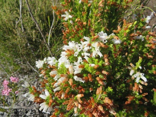 Erica sitiens Care (Watering, Fertilize, Pruning, Propagation ...