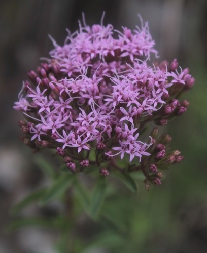 Stevia viscida 照顧，種植，繁殖，開花時間 - PictureThis