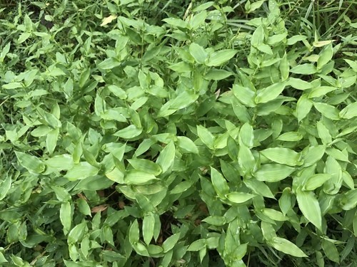 Small carpetgrass (Arthraxon hispidus) Flower, Leaf, Care, Uses ...