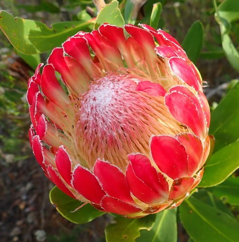 How to identify Limestone sugarbush (Protea obtusifolia)