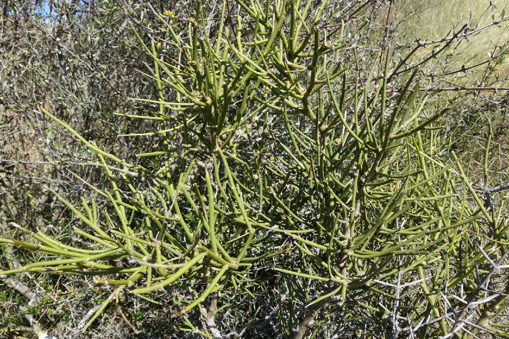 🍀 How to Grow and Care for Desert broom
