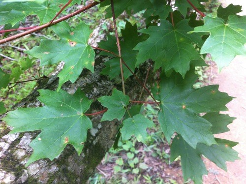 How to Plant and Grow Southern Sugar Maple(Acer barbatum)