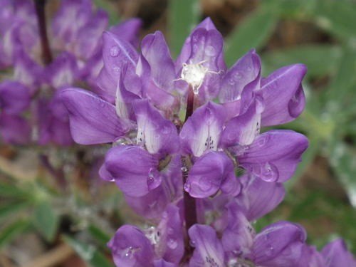 Lupinus formosus - PictureThis