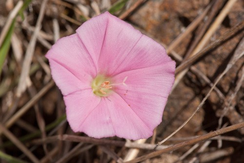 Blushing Bindweed (Convolvulus angustissimus) Flower, Leaf, Care, Uses ...