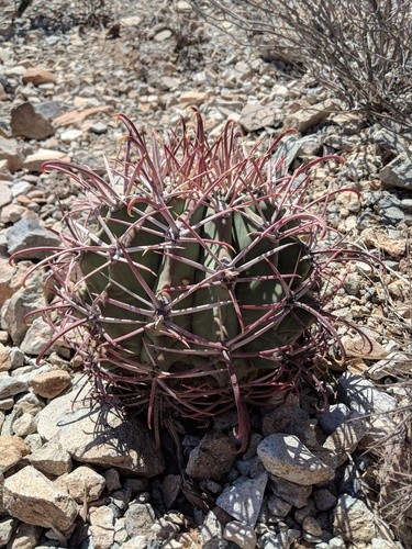 Emory's barrel cactus (Ferocactus emoryi) Flower, Leaf, Care, Uses ...