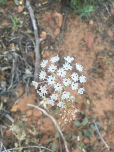Fragrant white sand verbena (Abronia elliptica) Flower, Leaf, Care ...