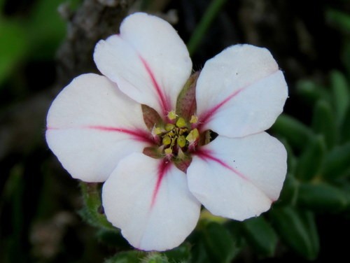 One chinaflower (Adenandra uniflora) Flower, Leaf, Care, Uses - PictureThis