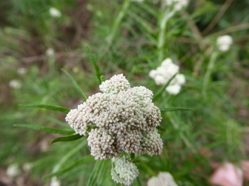Cassinia longifolia - PictureThis
