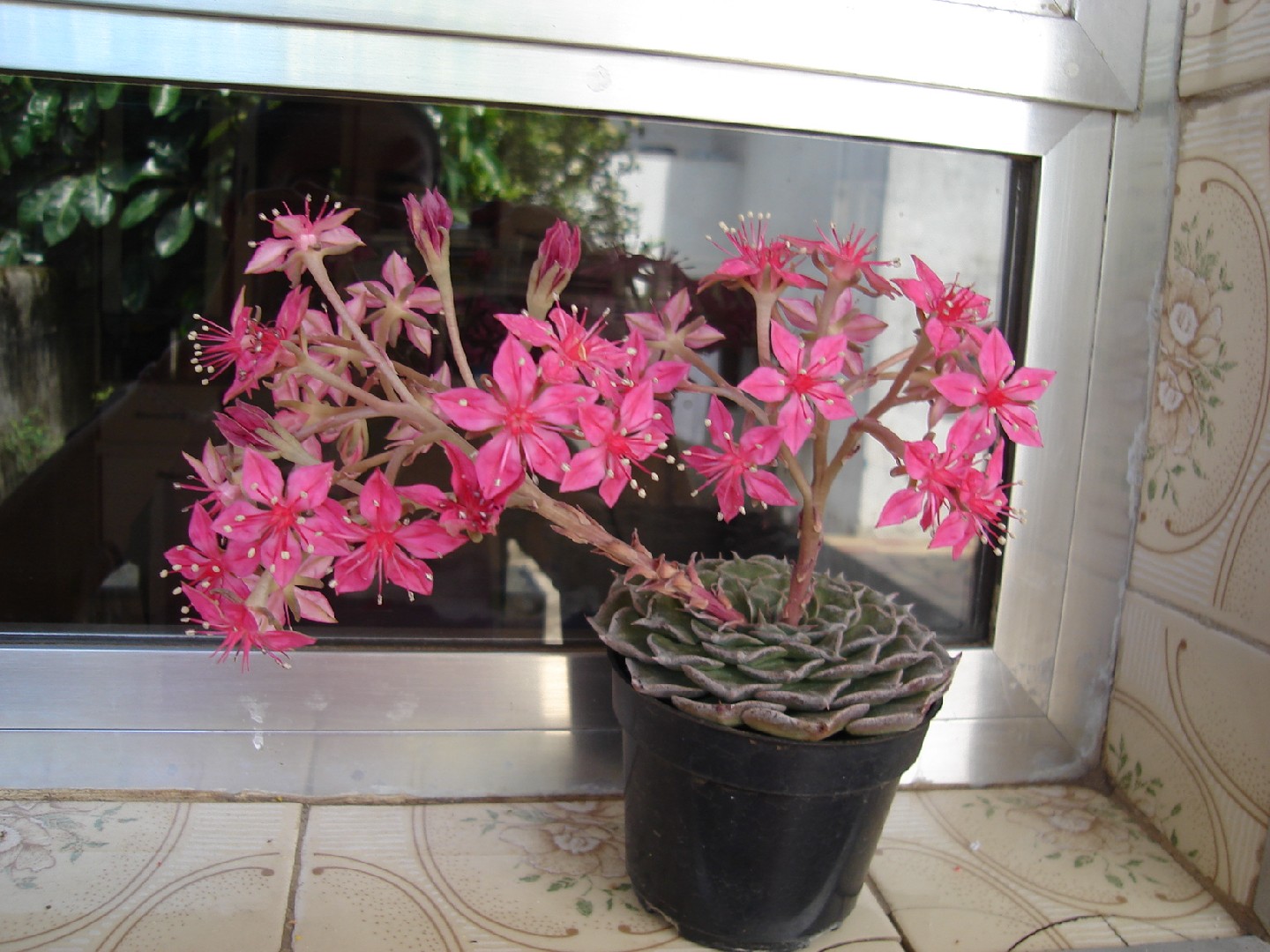 Tacitus bellus (Graptopetalum bellum) - PictureThis