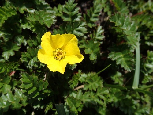 Geum rossii - PictureThis