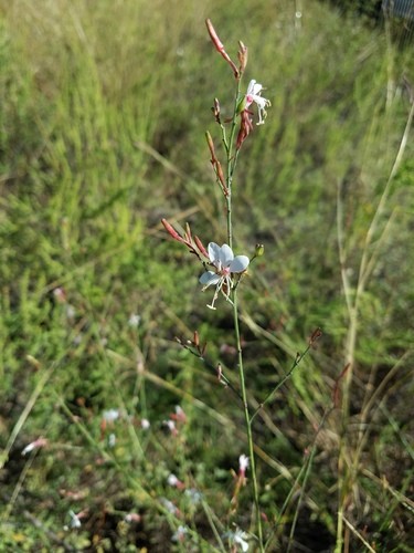 Oenothera suffulta - PictureThis