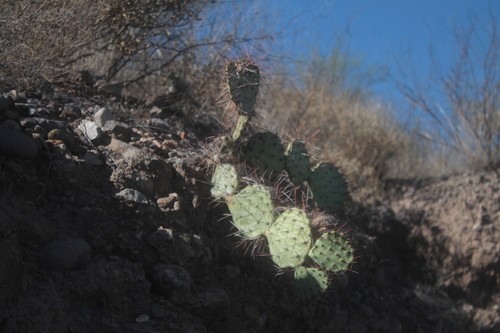 Nopal morado (Opuntia gosseliniana) - PictureThis