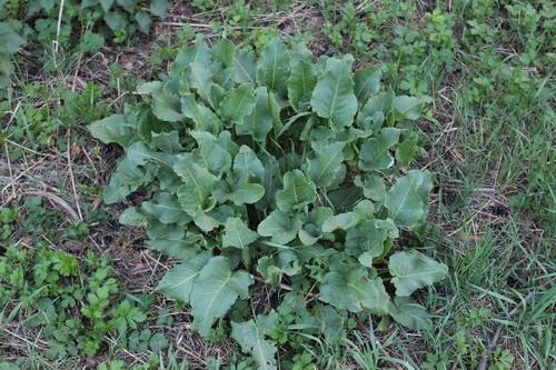 Rumex confertus - PictureThis
