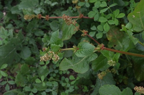 Rumex spinosus - PictureThis