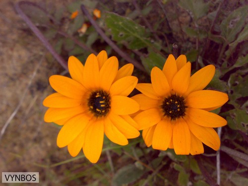 How to Plant and Grow Glandular cape marigold(Dimorphotheca sinuata)