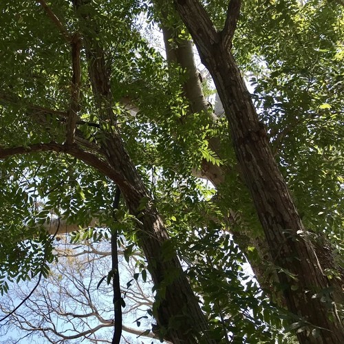 Cedro americano (Cedrela odorata) - PictureThis