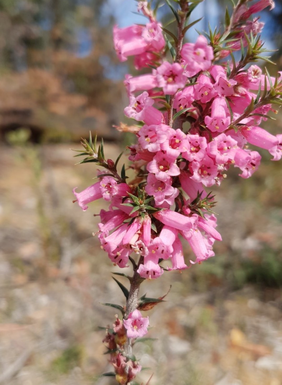 Epacris - PictureThis