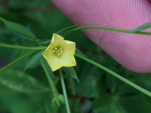 Linum medium - PictureThis