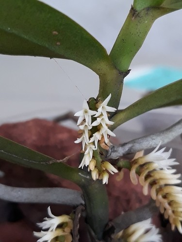 Bentspur orchid (Campylocentrum) Flower, Leaf, Care, Uses - PictureThis