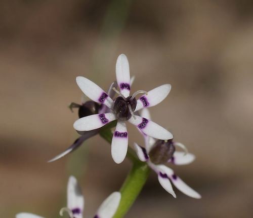 Early nancy (Wurmbea dioica) Flower, Leaf, Care, Uses - PictureThis