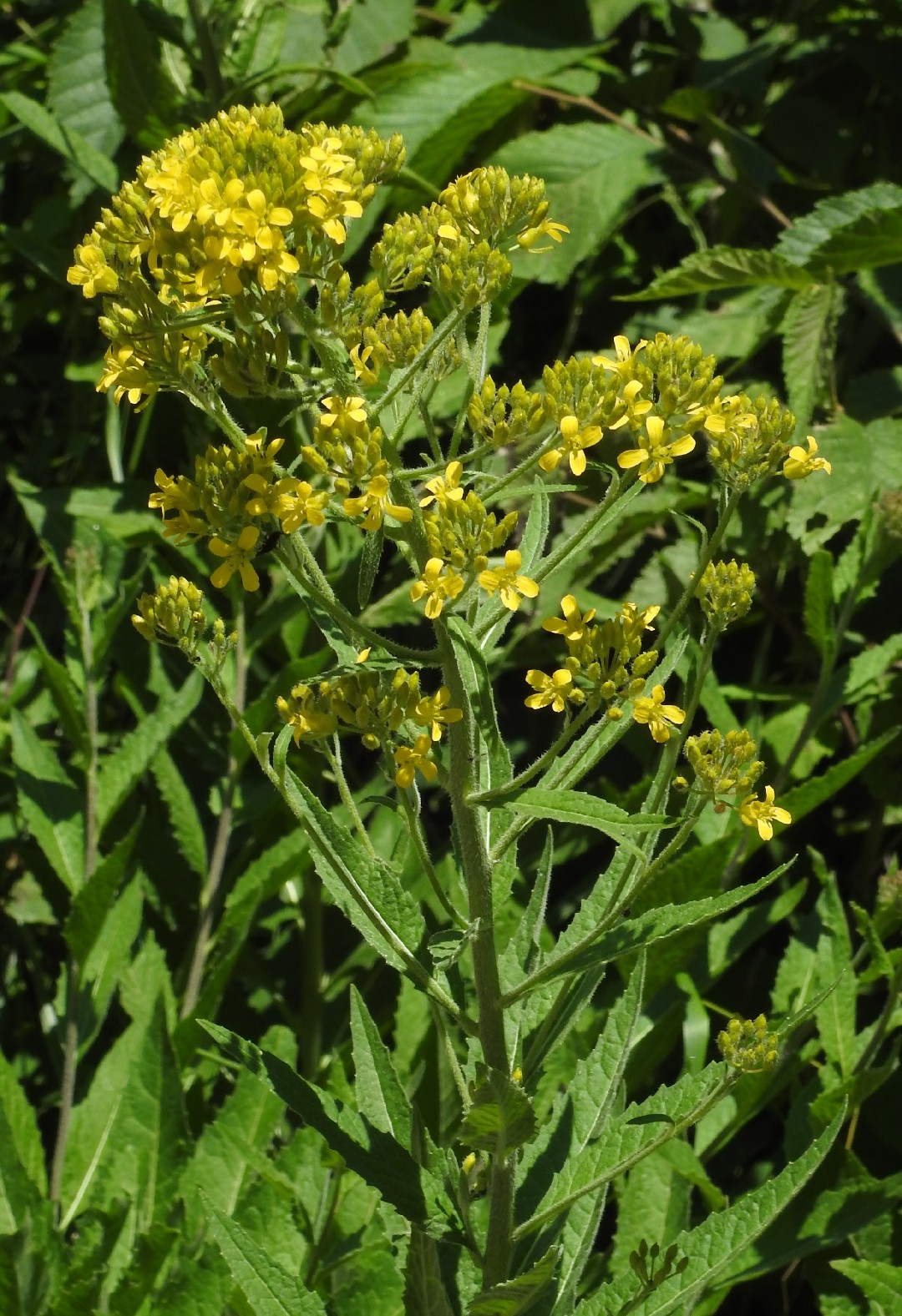 Steife rauke (Sisymbrium strictissimum) - PictureThis