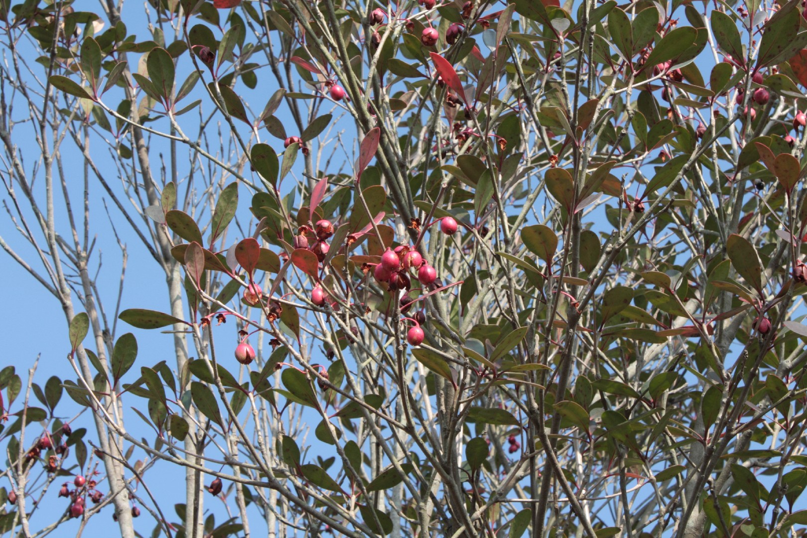 How to Plant and Grow Japanese ternstroemia(Ternstroemia gymnanthera)