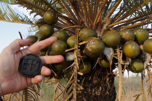 Cycas megacarpa Flower, Leaf, Care, Uses - PictureThis