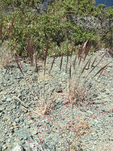 Elymus multisetus - PictureThis
