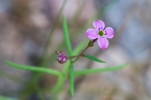 Cape star-violet (Stenotis asperuloides) Flower, Leaf, Care, Uses ...