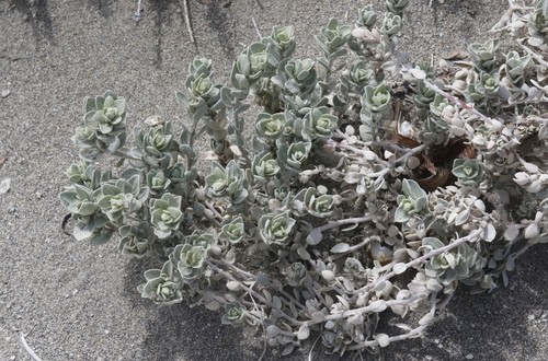 Beach saltbush (Atriplex leucophylla) Flower, Leaf, Care, Uses ...