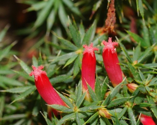 Cranberry heath (Astroloma humifusum) Flower, Leaf, Care, Uses ...