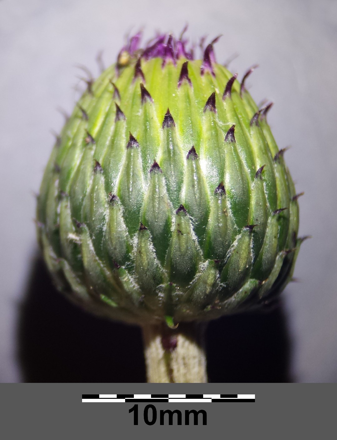Cirsium canum - PictureThis