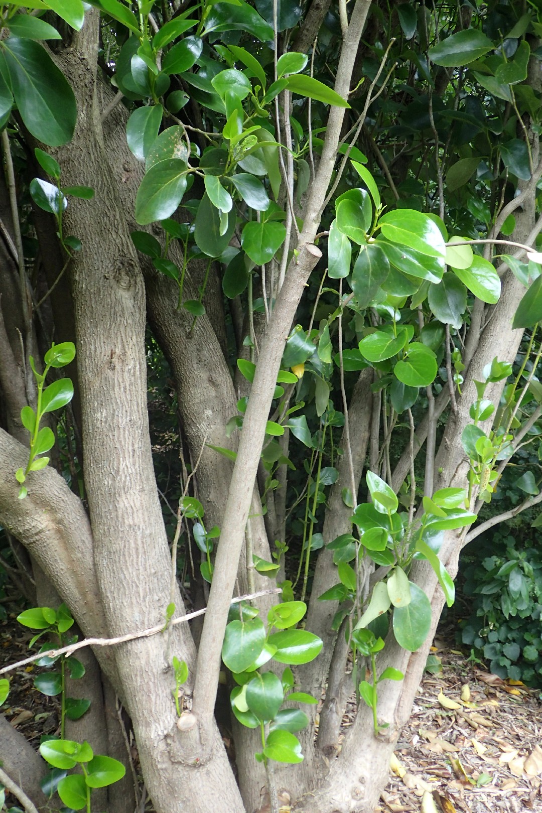 Griselinia lucida - PictureThis