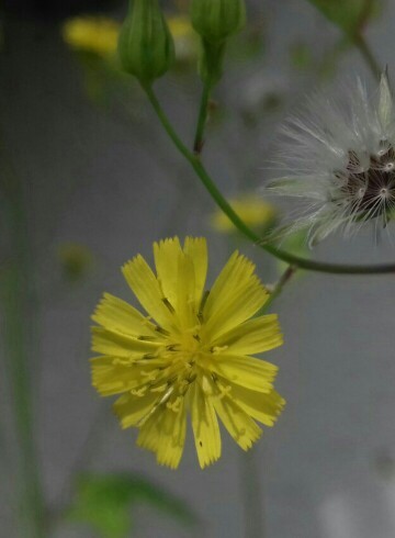 Crepis pulchra 照顧，種植，繁殖，開花時間 - PictureThis
