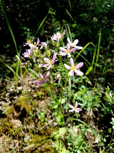 Sabatia angularis - PictureThis