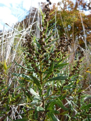 Jesuit's bark (Iva frutescens) Flower, Leaf, Care, Uses - PictureThis