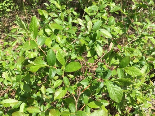 How to identify Maleberry (Lyonia ligustrina)