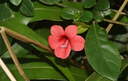 Barleria repens - PictureThis