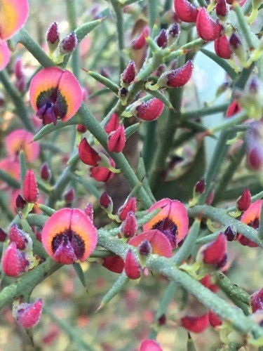 Daviesia incrassata - PictureThis