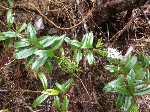 Waitakere rock koromiko (Veronica bishopiana) Flower, Leaf, Care, Uses ...