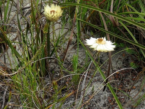 Edmondia sesamoides - PictureThis