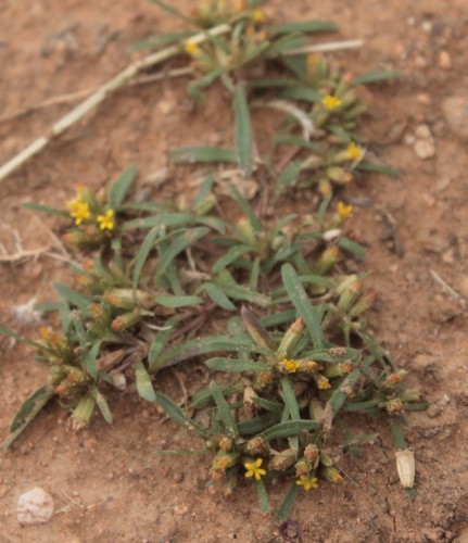 Spreading chinchweed (Pectis prostrata) Flower, Leaf, Care, Uses ...