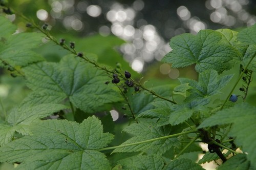 How to Plant and Grow Stink currant(Ribes bracteosum)