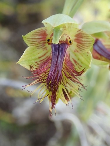 Beard orchids Care (Watering, Fertilize, Pruning, Propagation ...