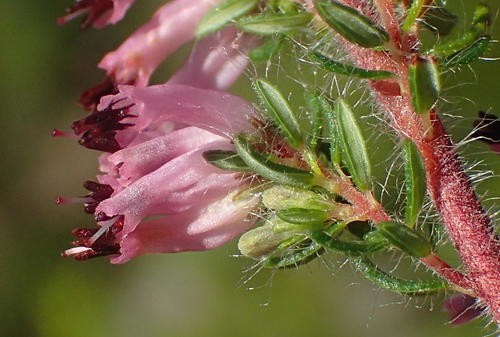 Erica longimontana Care (Watering, Fertilize, Pruning, Propagation ...