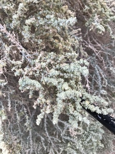 Atriplex polycarpa - PictureThis