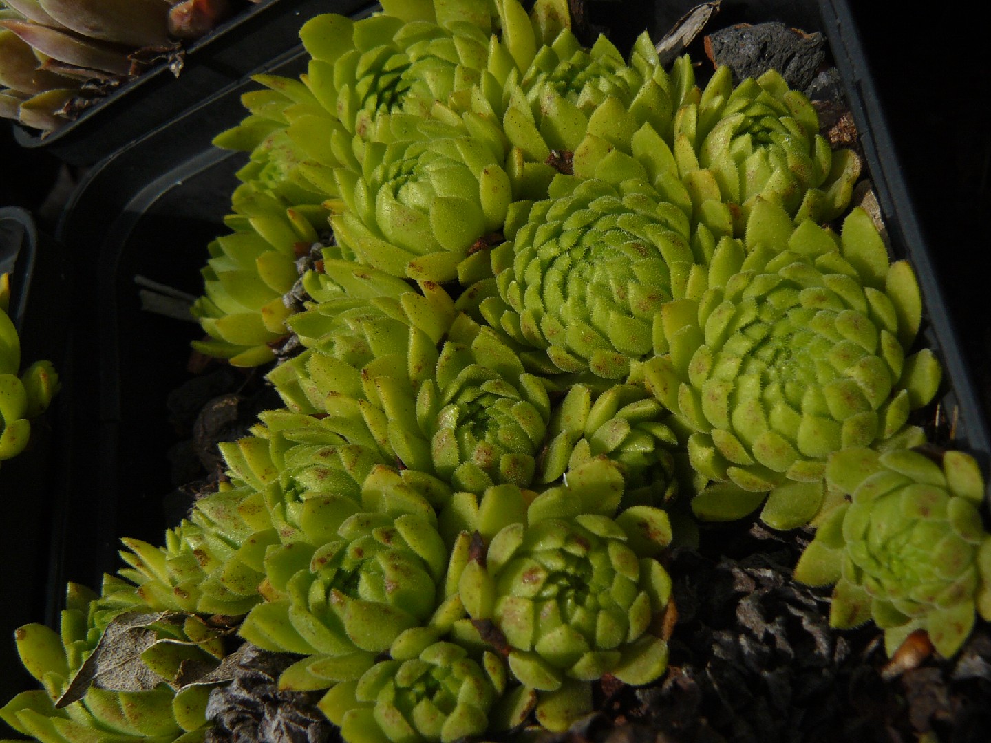 Sempervivum 'Atlanticum' - PictureThis
