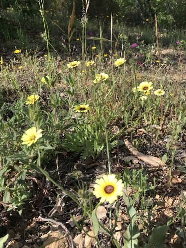 How to Plant and Grow Yellow Hawkweed(Tolpis barbata)